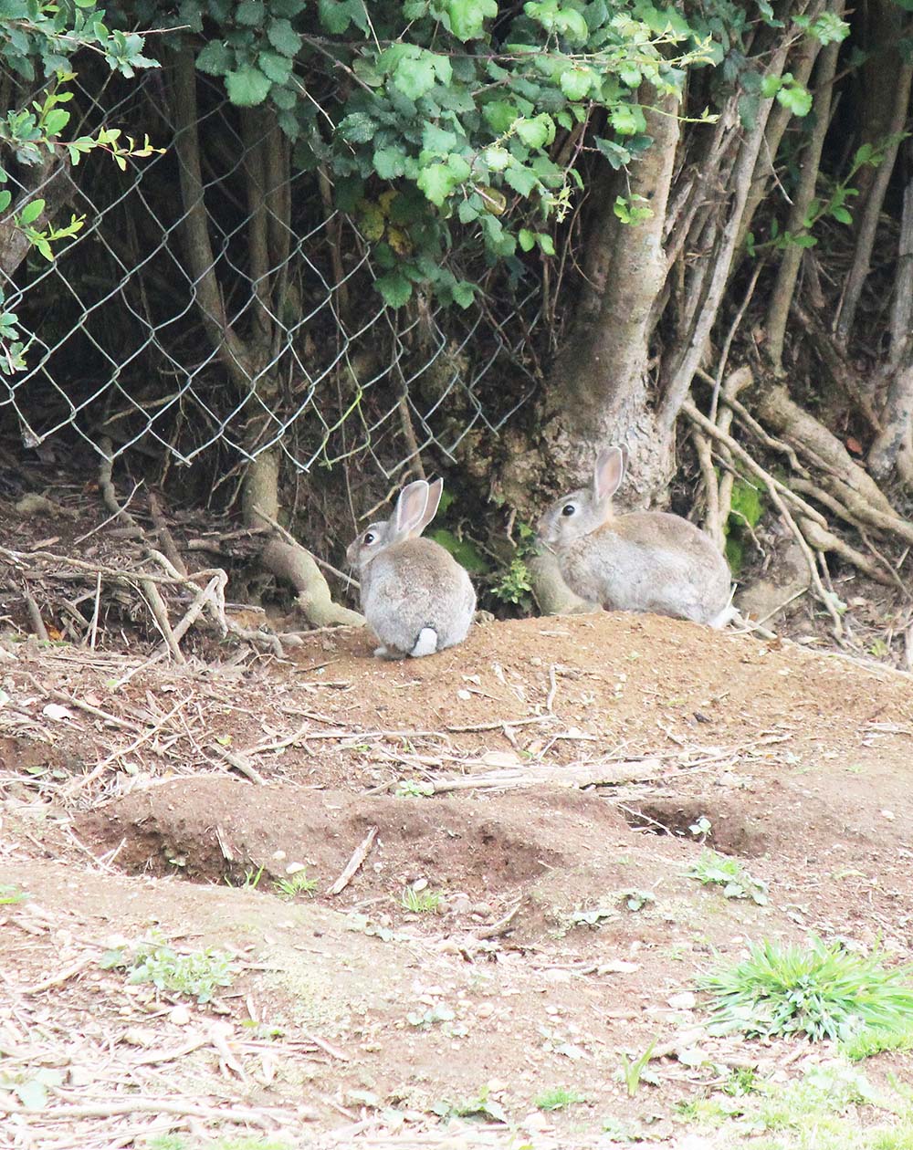 Rabbits run riot at Rugby club | Cambridge News