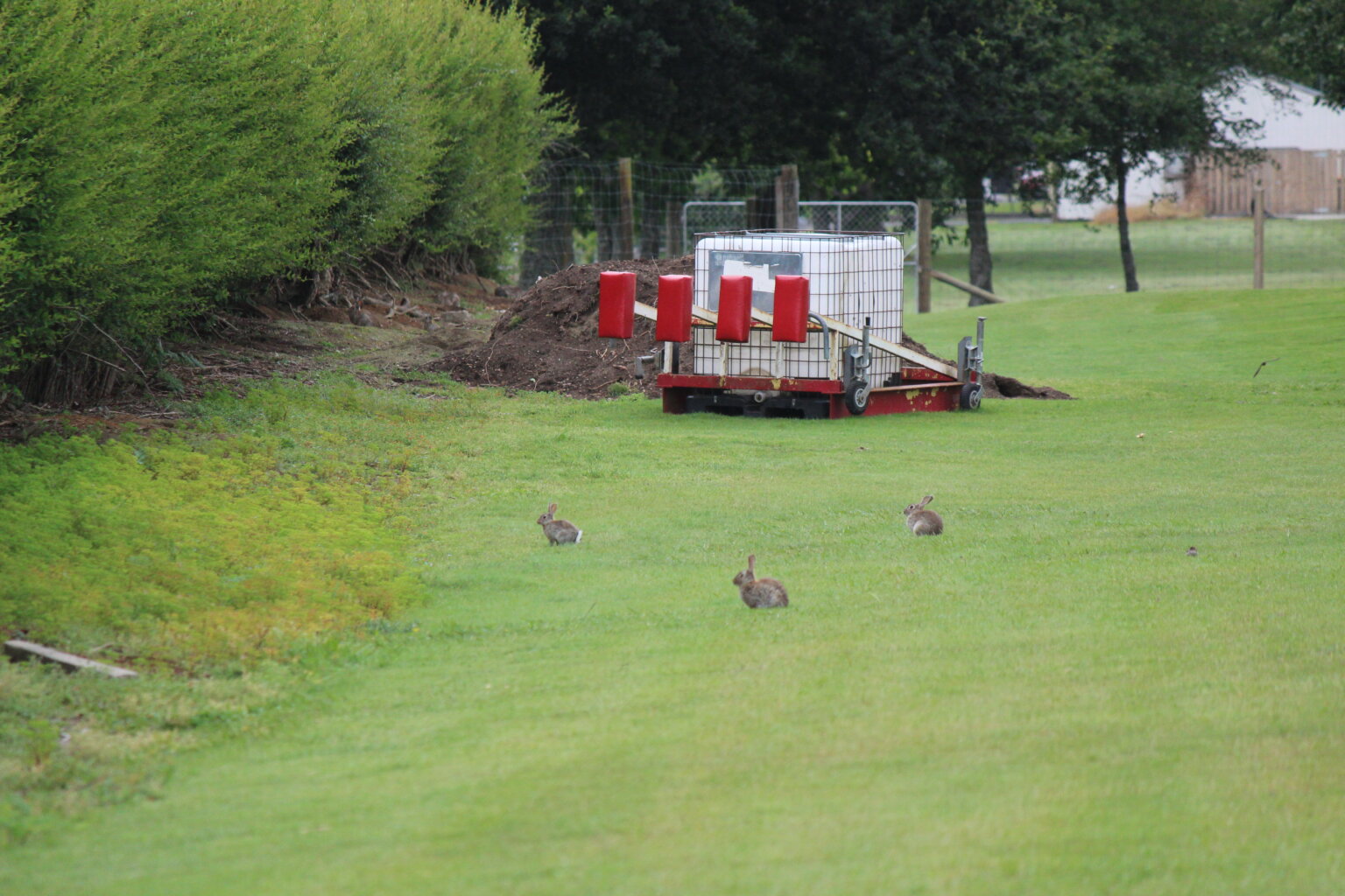 Rabbits run riot at Rugby club | Cambridge News