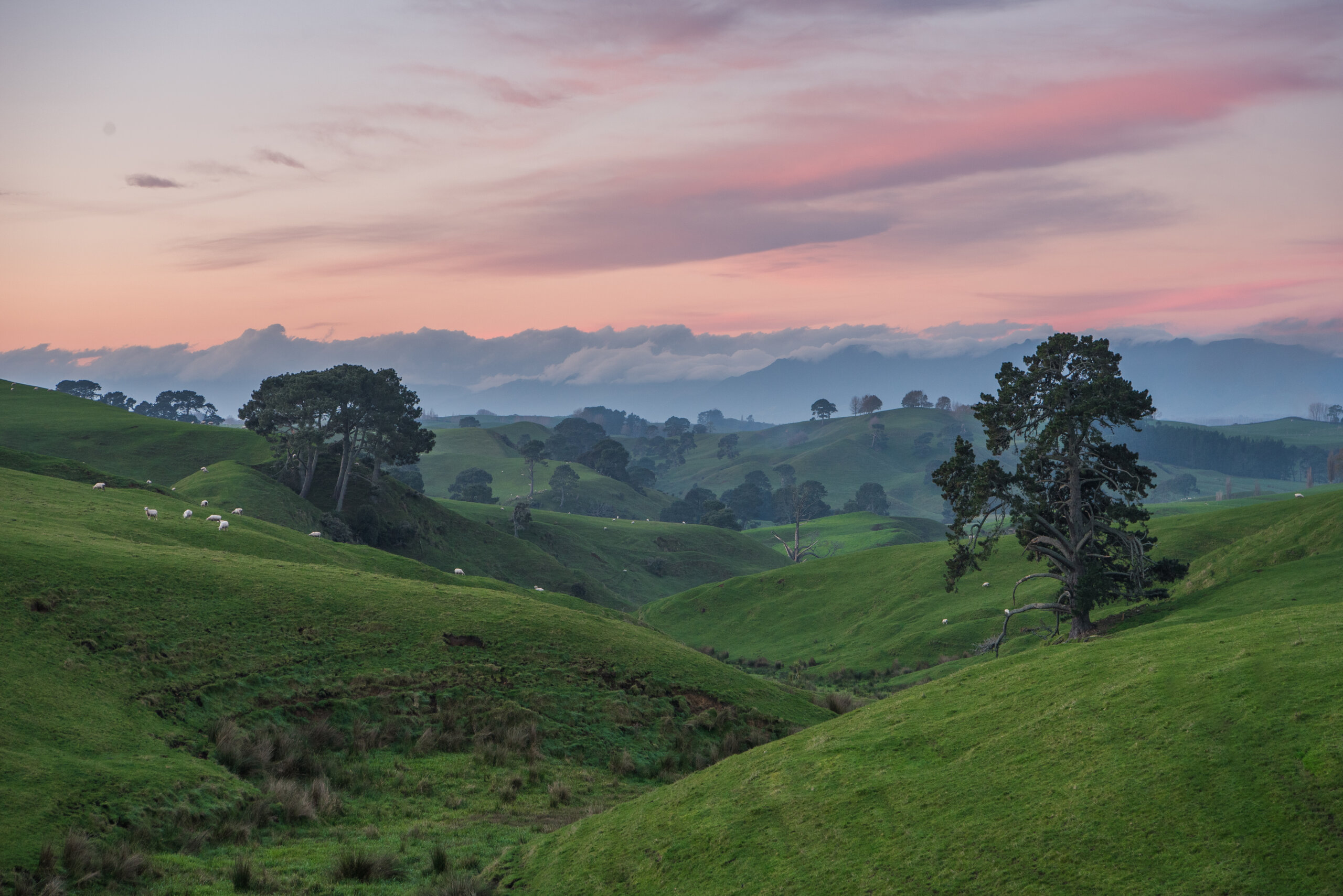 Papakāinga ‘a top priority’ | Cambridge News